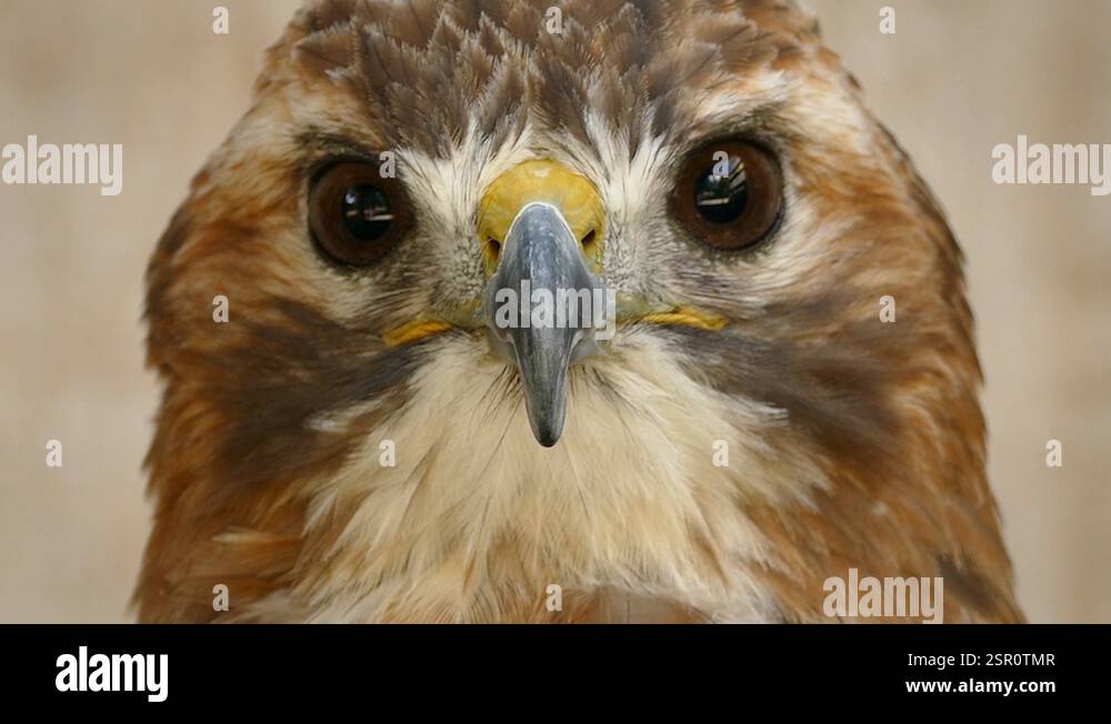 Bird of prey's head looking straight forward into the camera during ...