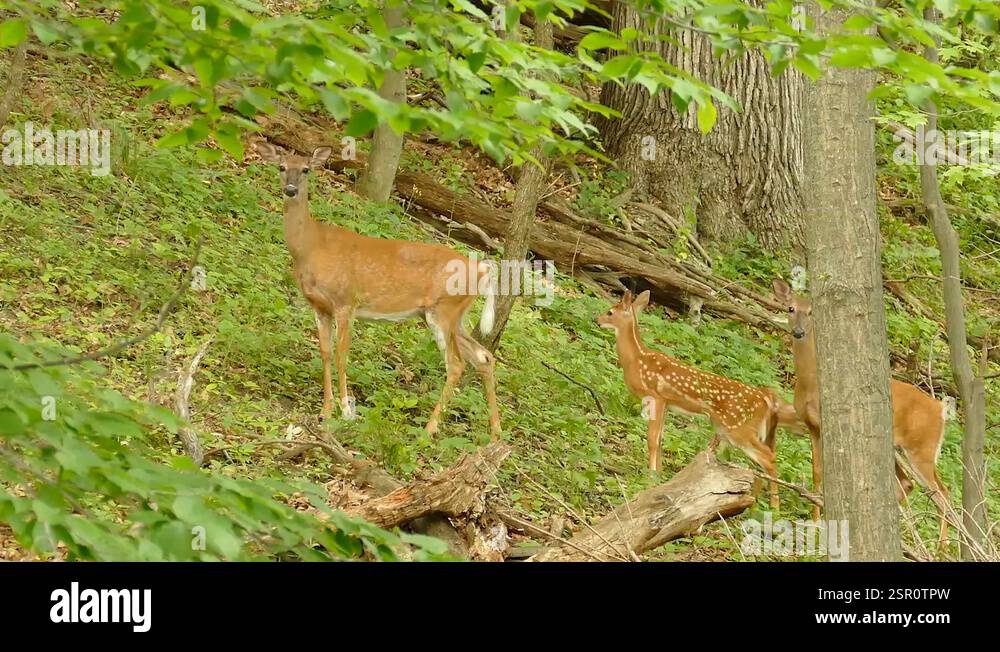 Family of deer with young ones standing on hill in dense deciduous ...