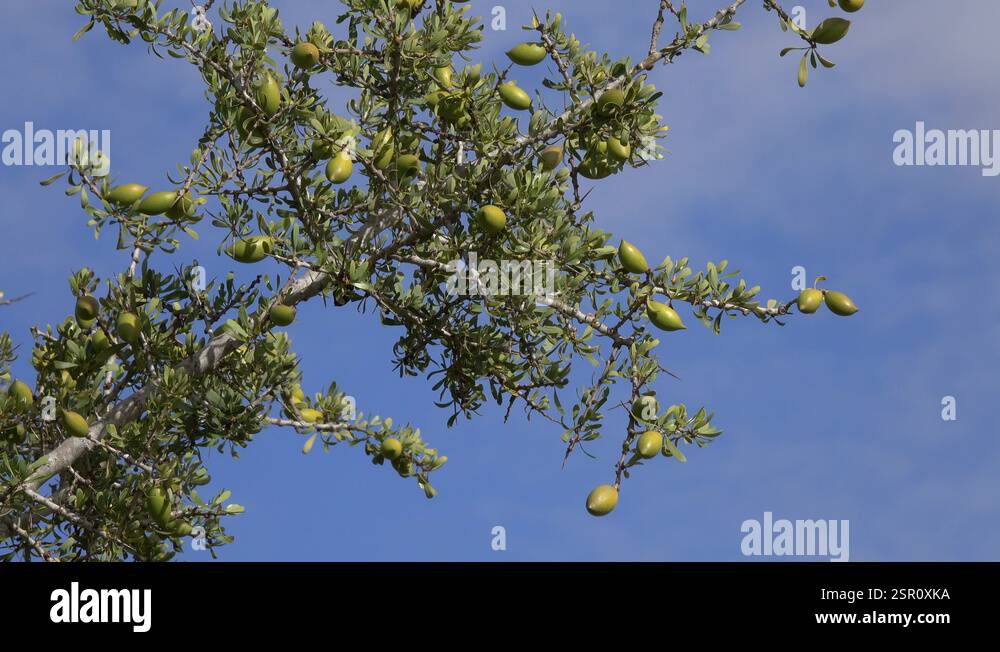 Argan nuts growng on green tree branch in Morocco Stock Video Footage ...