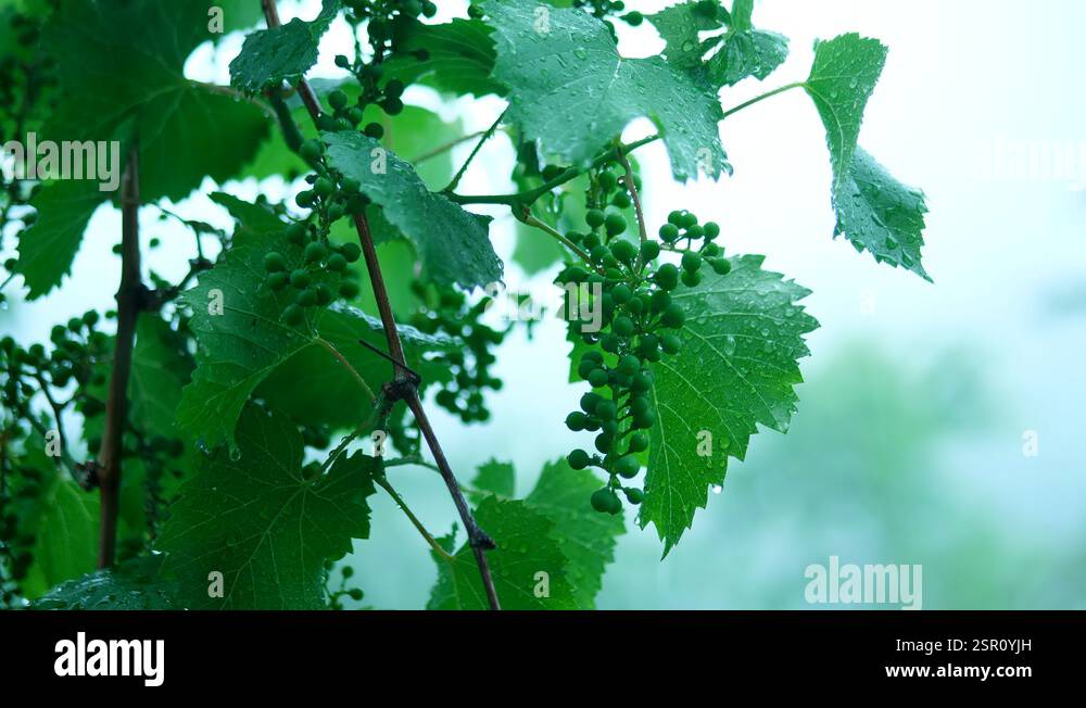 Summer rain in the forest. Drops of water drip from green leaves of grape vine Stock Video ...