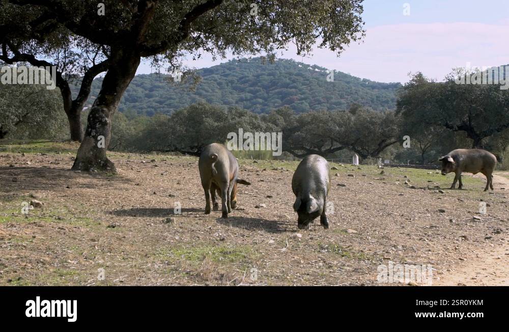Slow Motion of Black Iberian pigs grazing through the oak trees in ...