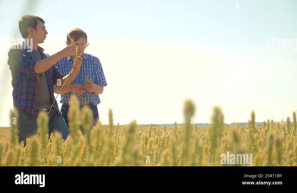 old two farmers summer man Wheat Field running in the field wheat bread ...