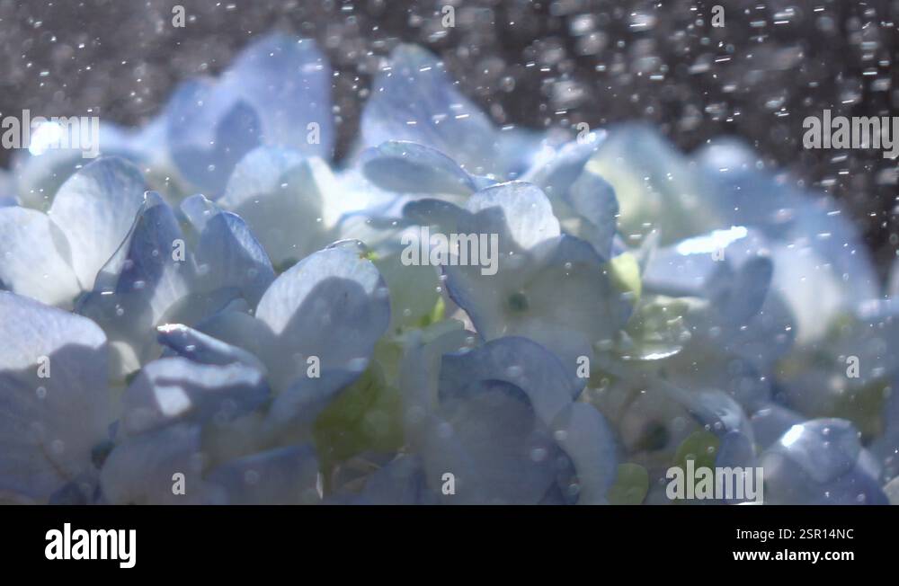 Beautiful blue hydrangea under the falling raindrops in slow motion ...