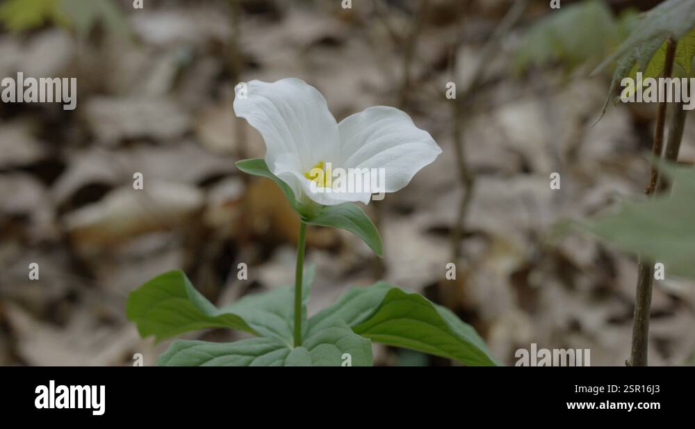 Trillium flower Stock Videos & Footage - HD and 4K Video Clips - Alamy