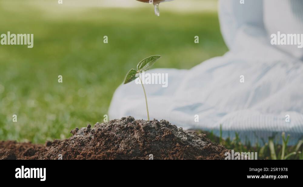 little girl seeding and watering sapling. tradition, lifestyle, ecology ...