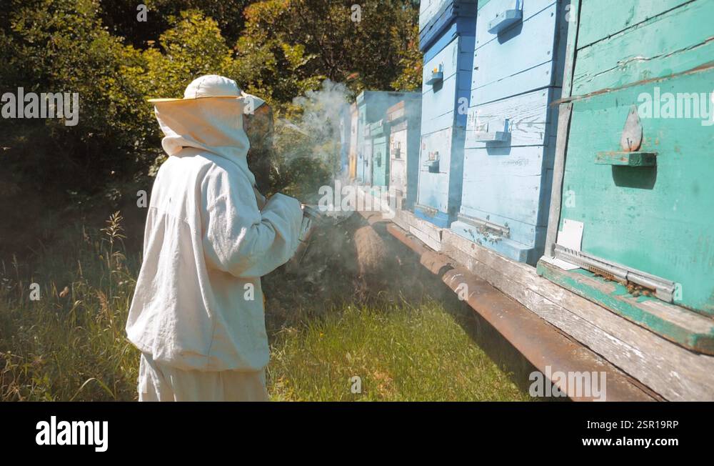 the beekeeper working in the apiary bees fly swarm multi colored ...
