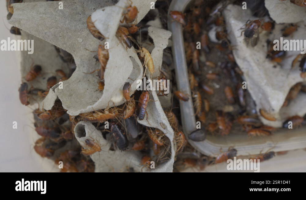 Colony of Turkmen cockroaches Stock Video Footage - Alamy