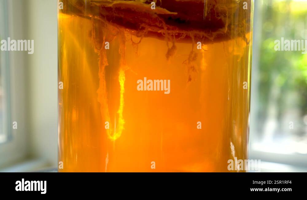 4K Kombucha tea scoby in the glass jar tilt up Stock Video Footage - Alamy
