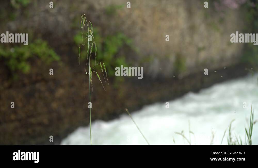 Stamen plant swayed in the wind with stream water behind, tranquil ...