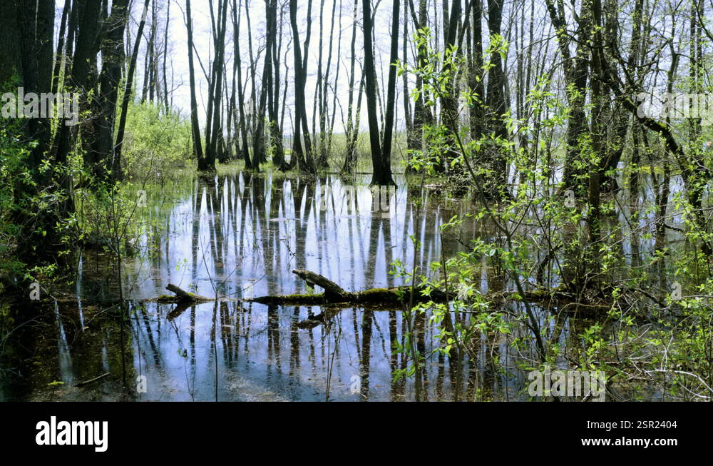 A flooded forest landscape with marsh and trees. Spring flood in the ...