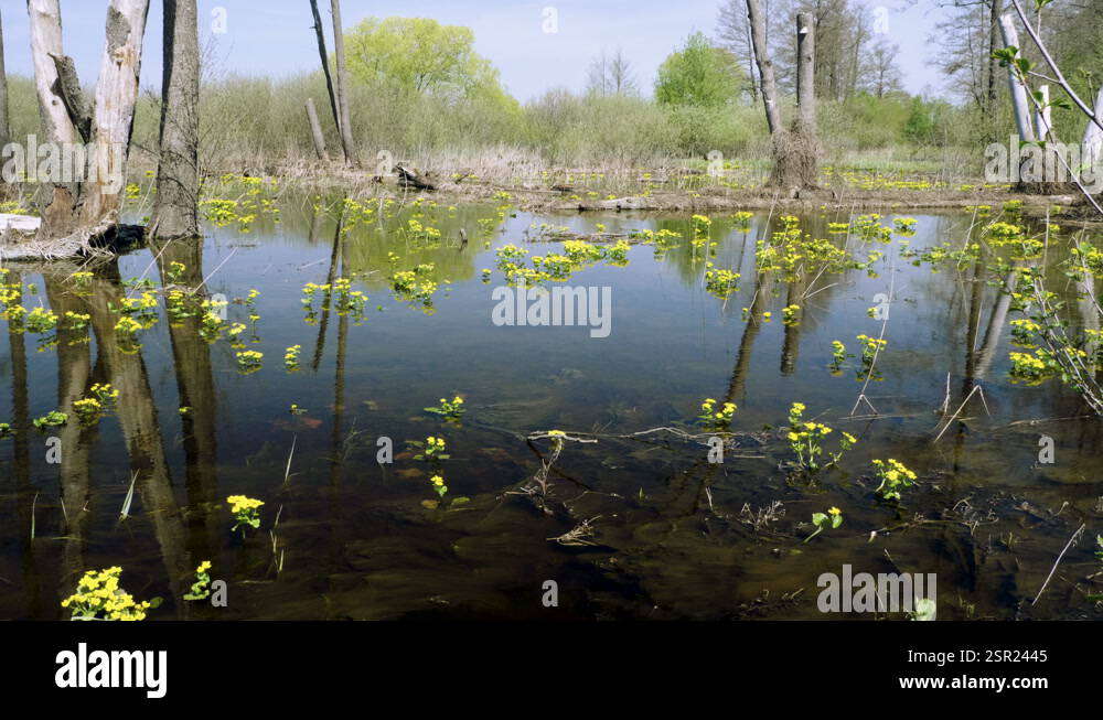 A flooded forest landscape with marsh and trees. Spring flood in the ...
