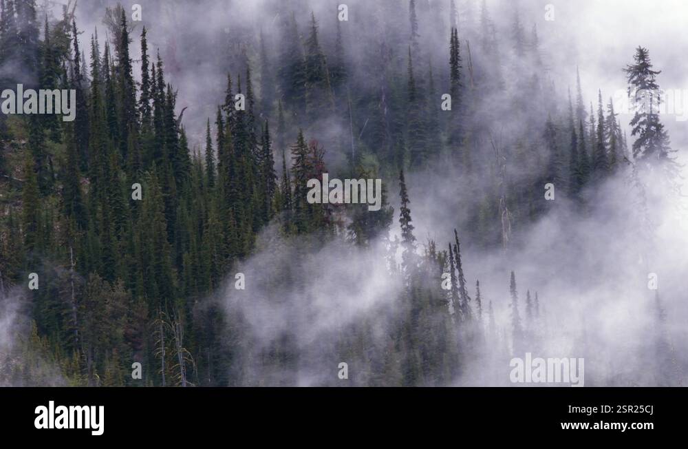 Mist rises through Canadian alpine wilderness after summer rain Stock ...