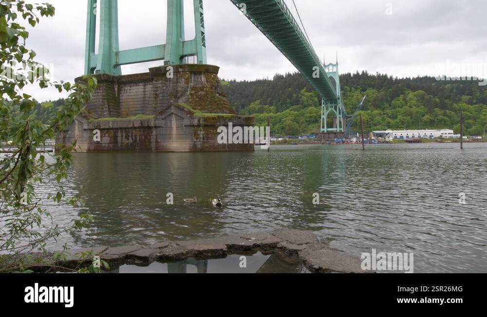 Underneath the St Johns bridge in Portland, Oregon, Ducks on the water ...