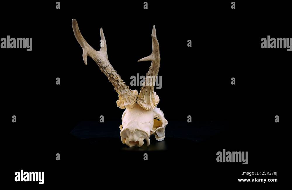 Roe deer skeleton Stock Videos & Footage - HD and 4K Video Clips - Alamy