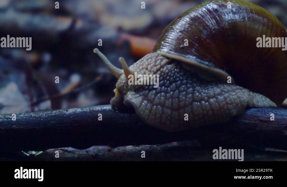 snail crawling in the garden.close-up Stock Video Footage - Alamy