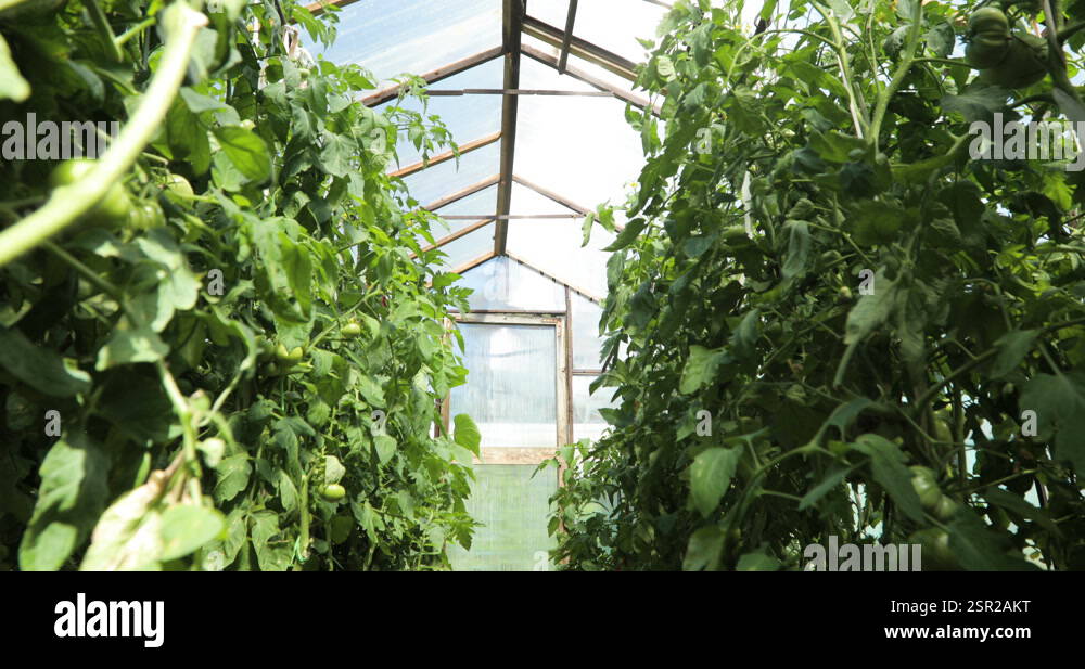 A small greenhouse, a lot of long rows of plants. Indoor Greenhouse ...