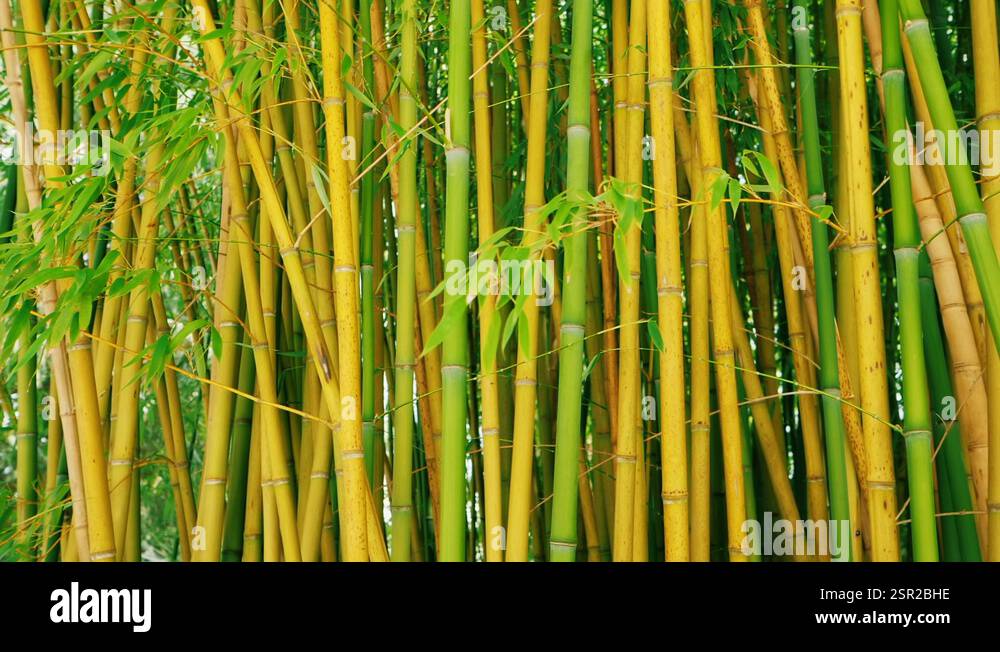 Bamboo arashiyama kyoto japan. Bamboo grove in the forest. Camera ...