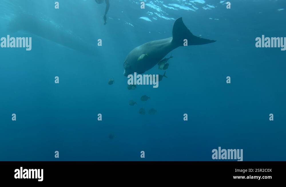 The tourist dives and shots a sleeping sea cow in the blue water ...