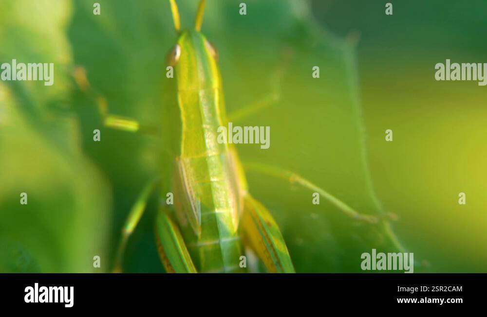 Grasshopper. grasshopper on leaves. Clip. Grasshopper on the leaf of ...