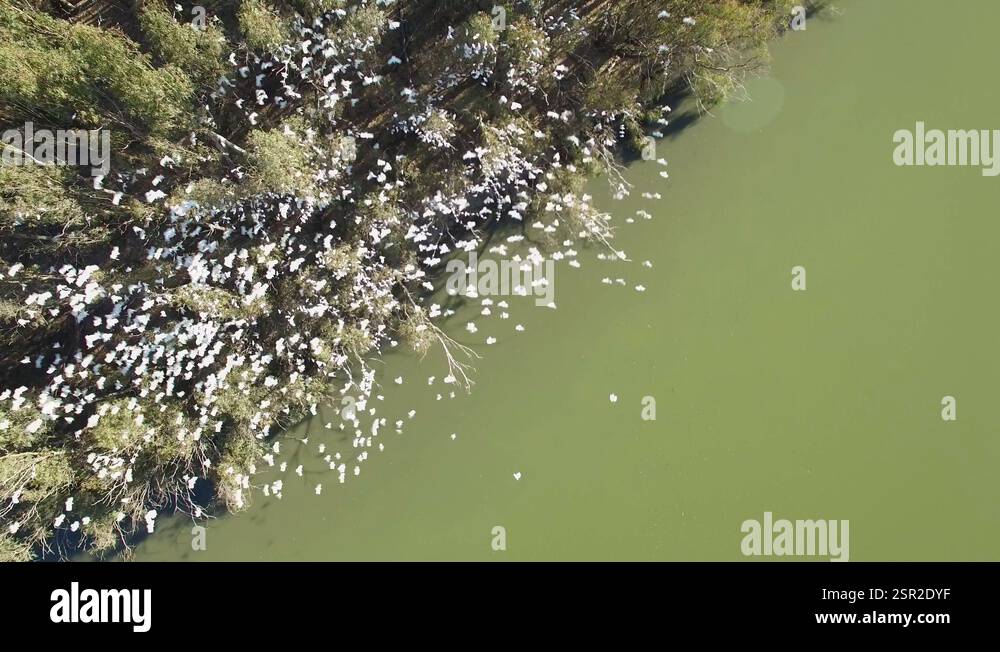 Looking down at amazing flock of white parrots flying together like a ...