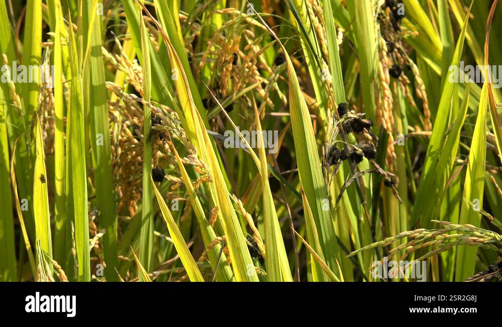 Rice False Smut fungal disease (black spore balls, or false smut balls ...