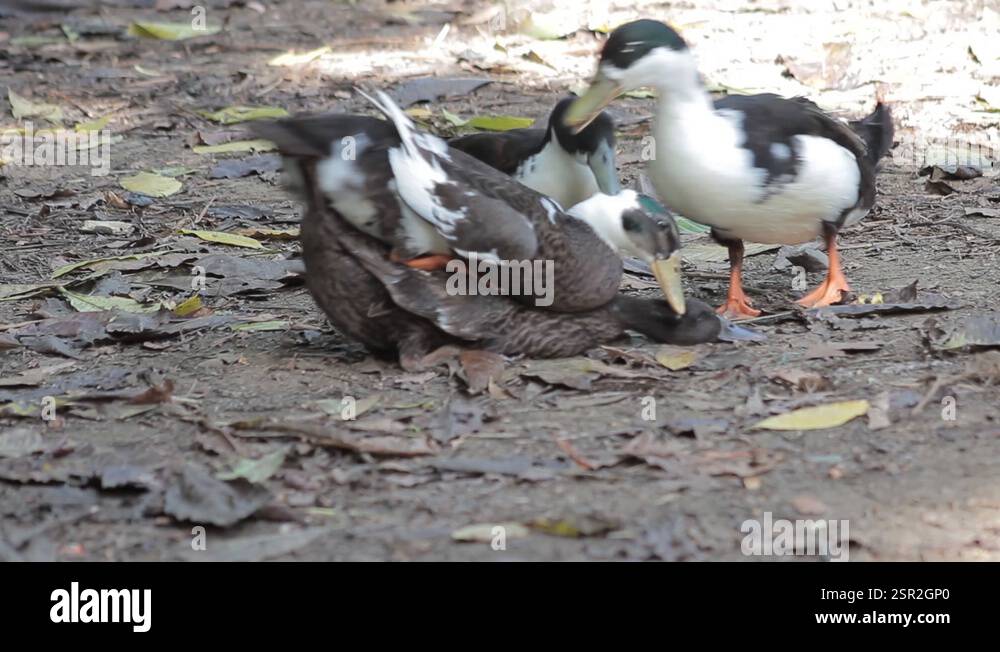 Ducks mating Stock Videos & Footage - HD and 4K Video Clips - Alamy