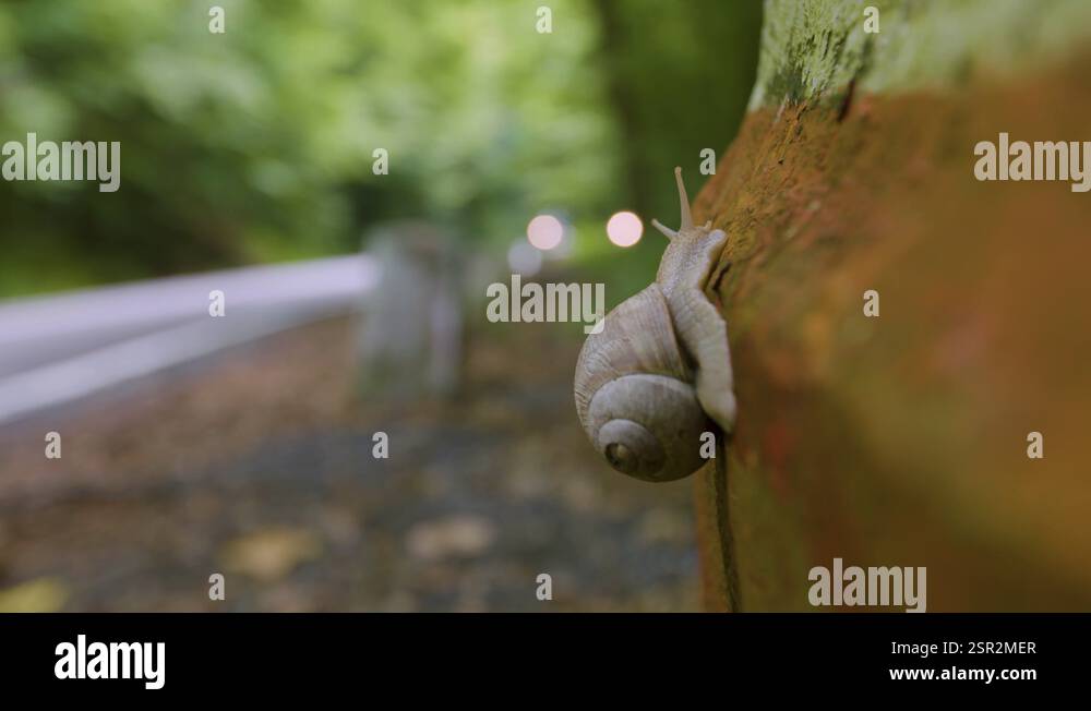 Close up of snail sliding on a milestone on the side of the road. Fast ...