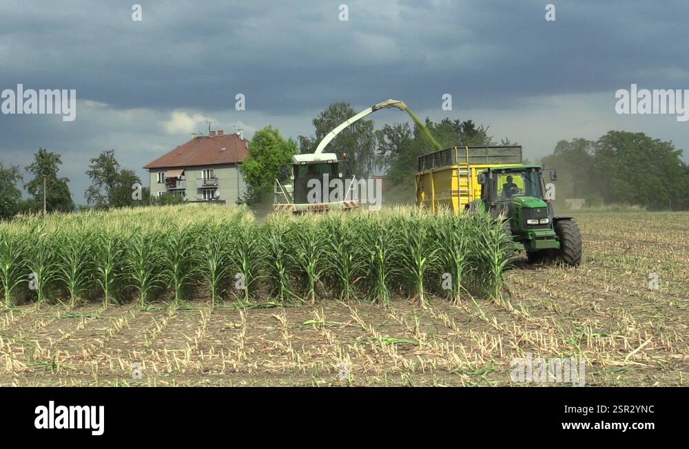 Harvesting corn field on silage as cattle feeds, Claas forage harvester ...