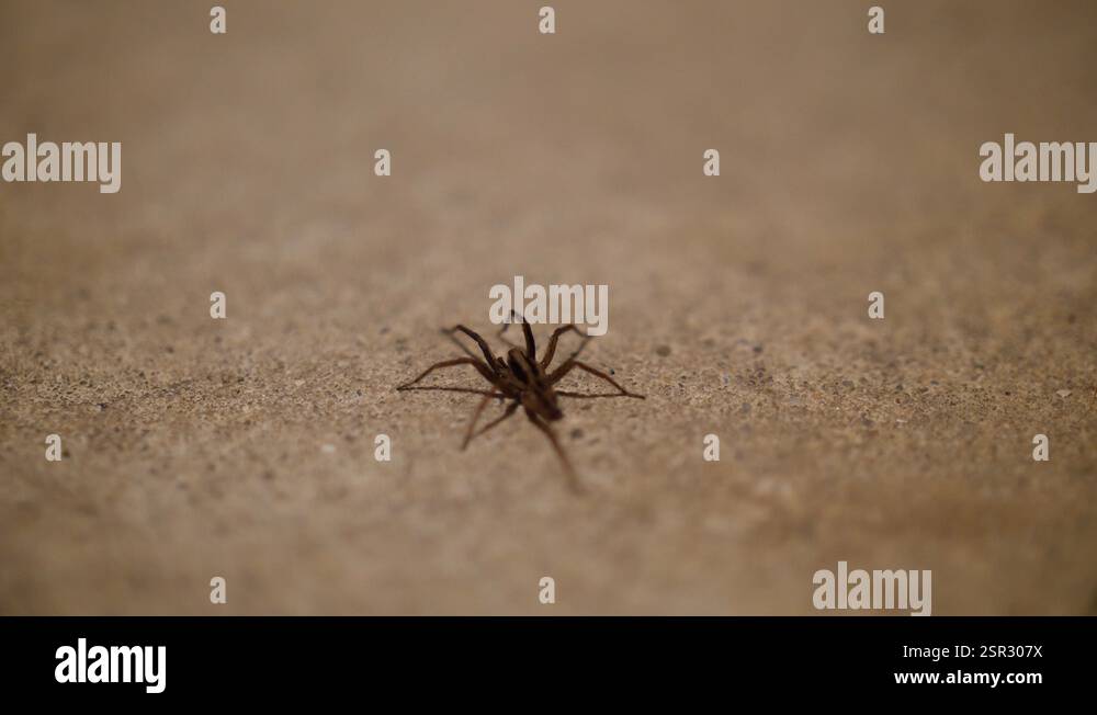Wolf spider on concrete sitting and scurrying away Stock Video Footage ...