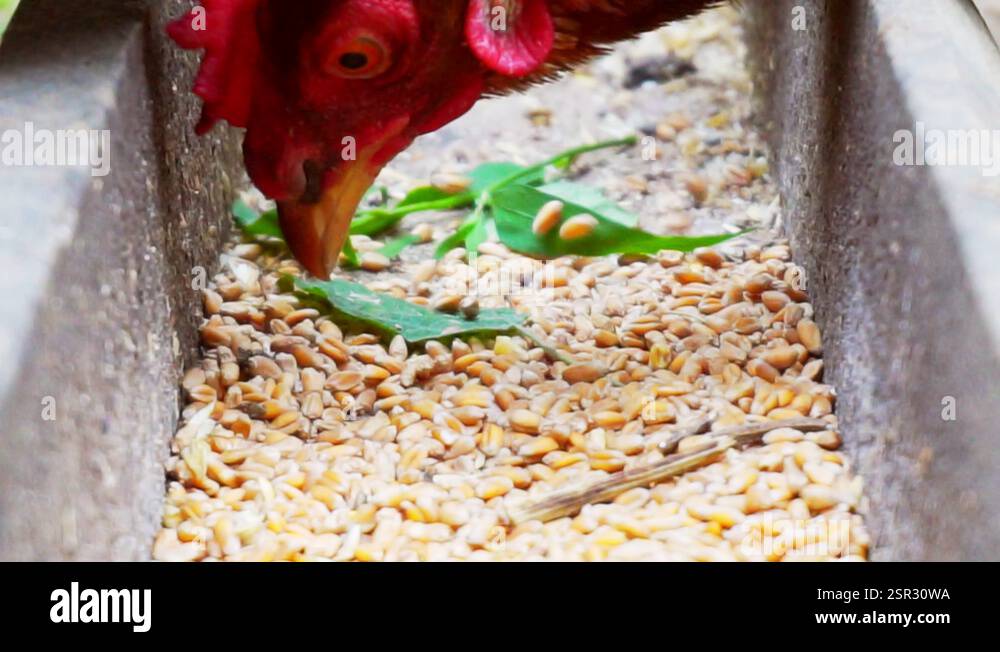 feeding of poultry.domestic hen pecks grain from trough.close-up Stock ...