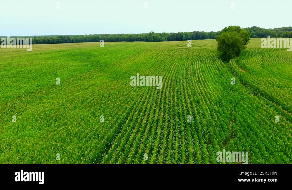 corn field Illinois drone Stock Video Footage - Alamy