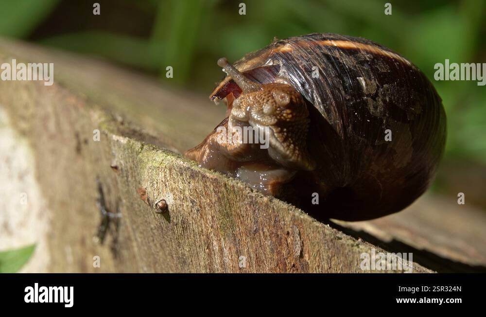 Big snail in shell transforms its body closeup Stock Video Footage - Alamy