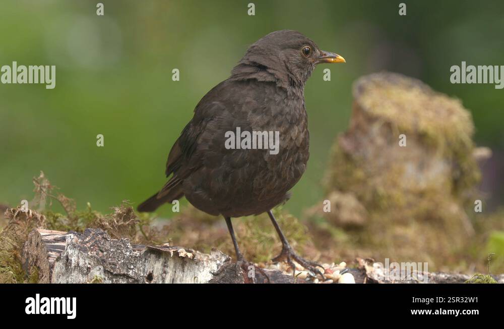 blackbird female bird animal alerted watching turn head front view ...