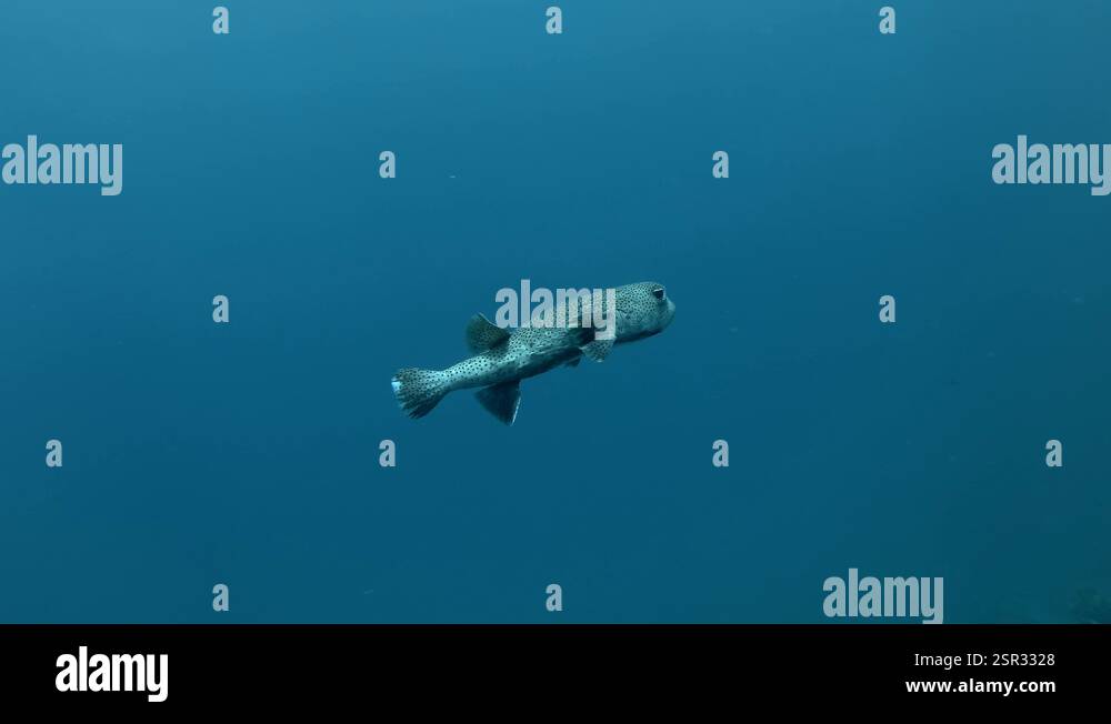 Spotted Porcupine Fish Diodon hystrix swim in the blue water ...