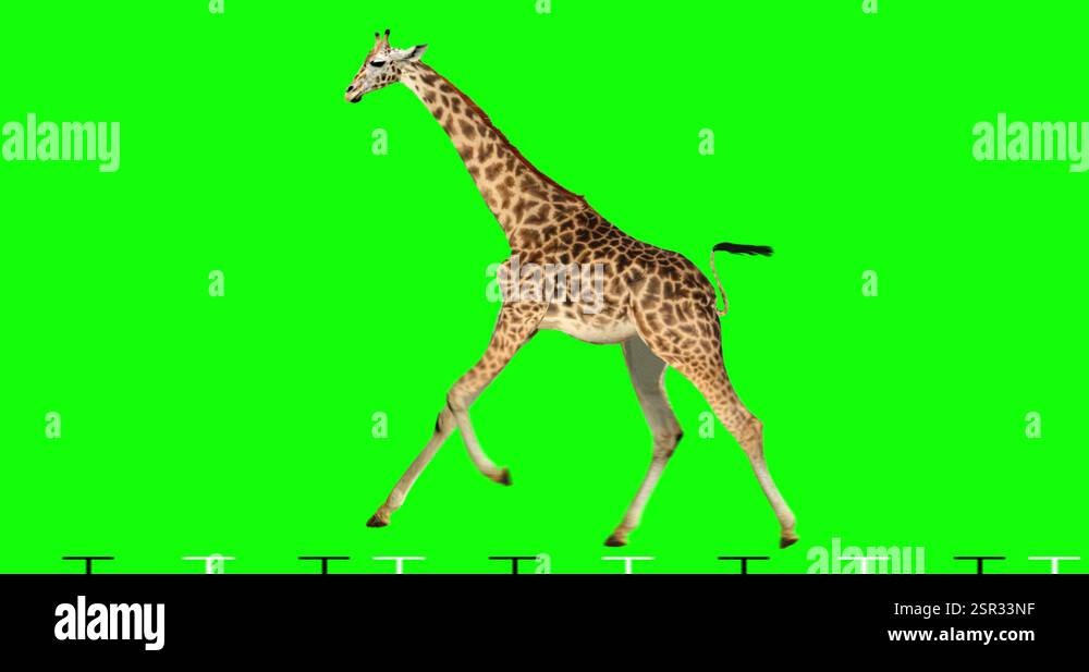 Giraffe Runs. Green screen Stock Video Footage - Alamy