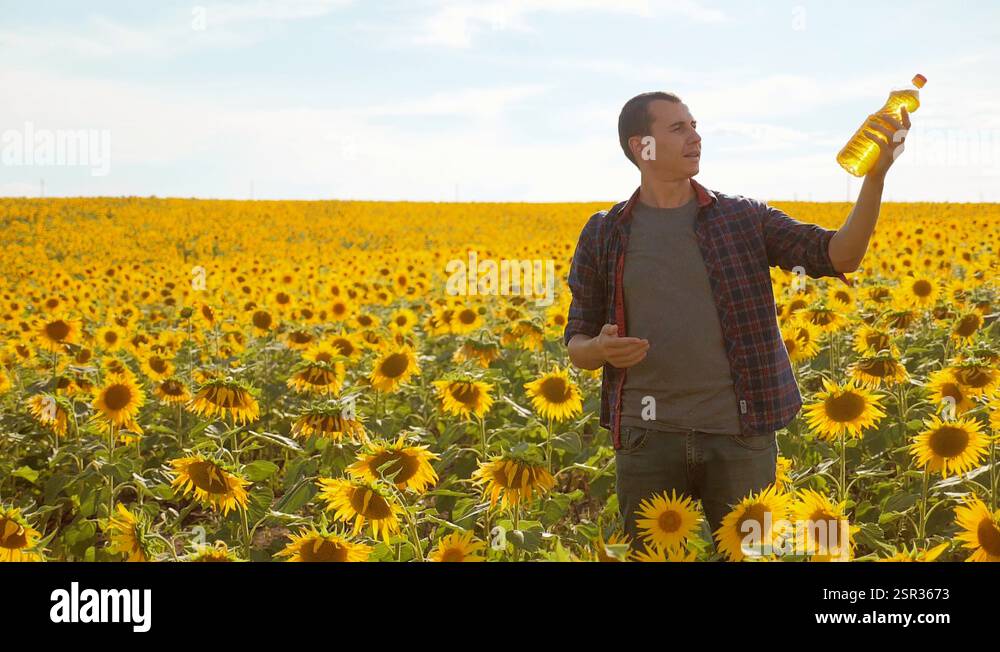 Man farmer hand hold bottle of sunflower oil n the field at sunset ...