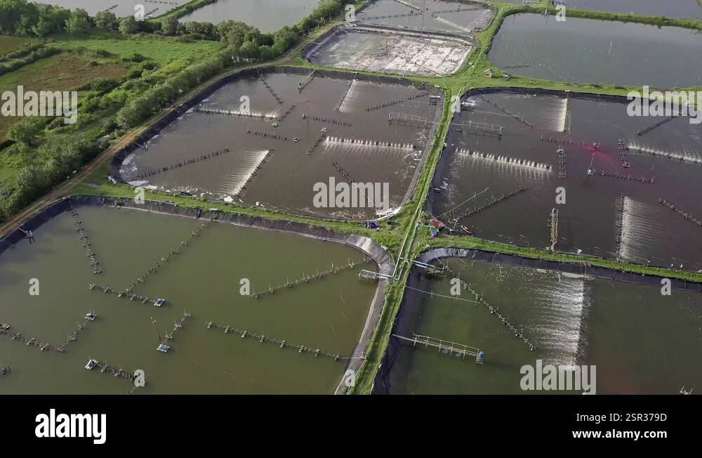 Shrimp or Prawn Farm in Rural Part of Thailand. Aerial View Stock Video ...