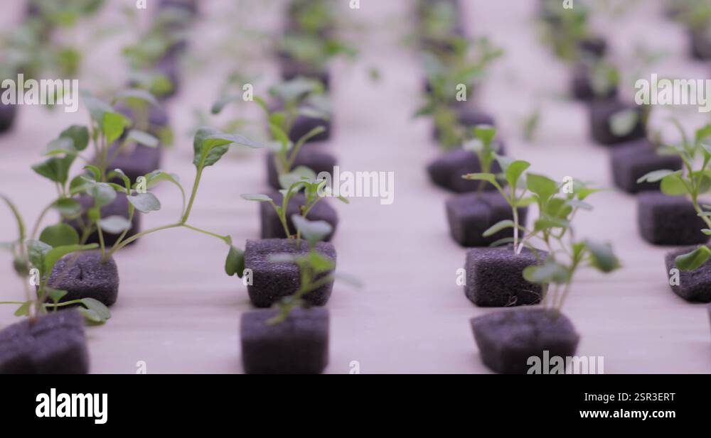 Hydroponics method of growing plants in water. UV grow lights for ...