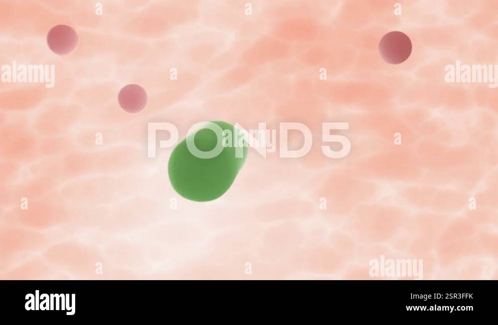 B-Cell Lymphocytes Or White Blood Cells Attack Bacteria Inside The Body ...