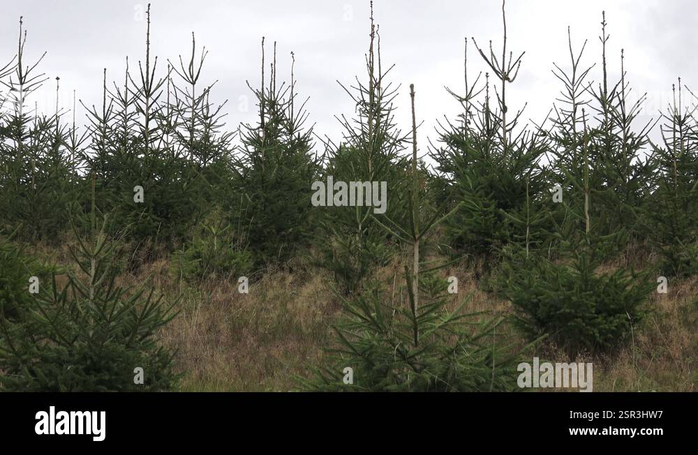 Young forest grow plantation trees Stock Videos & Footage - HD and 4K ...