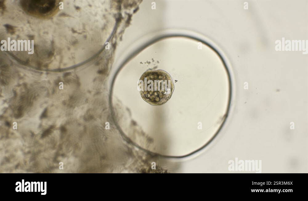 movement of the cochlea embryo at the initial stage of development ...