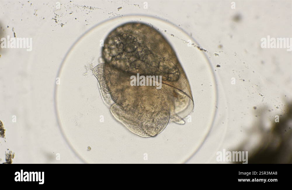 movement of the formed cochlea embryo, under a microscope Stock Video ...