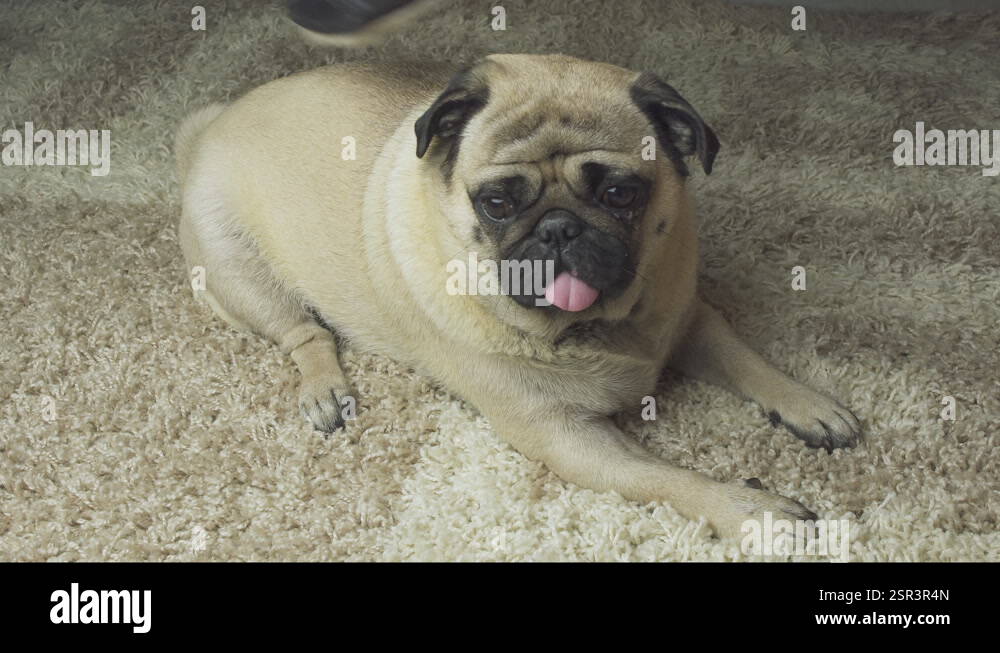 Grooming the pug dog. Comb out the fur. Dog care. Molting pug Stock ...