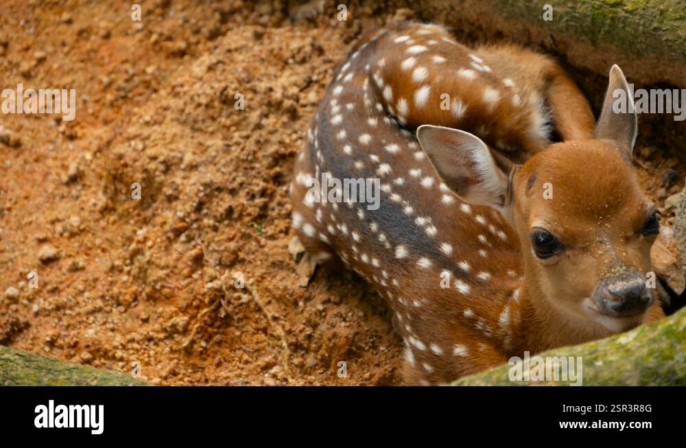 Wildlife scene. Young fallow whitetail deer, wild mammal animal in ...