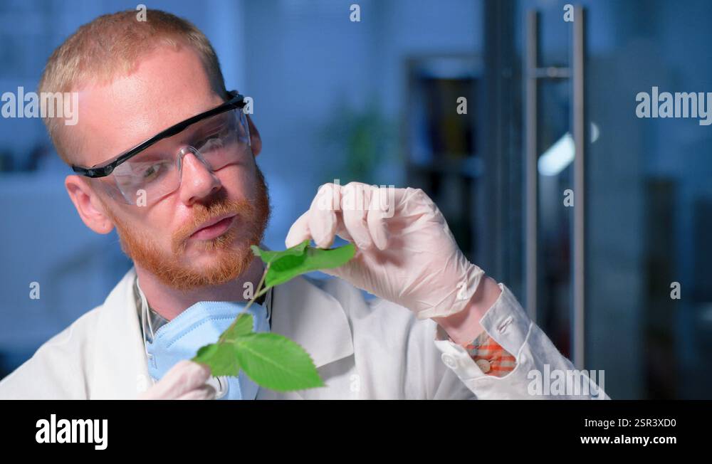 Biologist professor examining the leaves of a tree Stock Video Footage ...