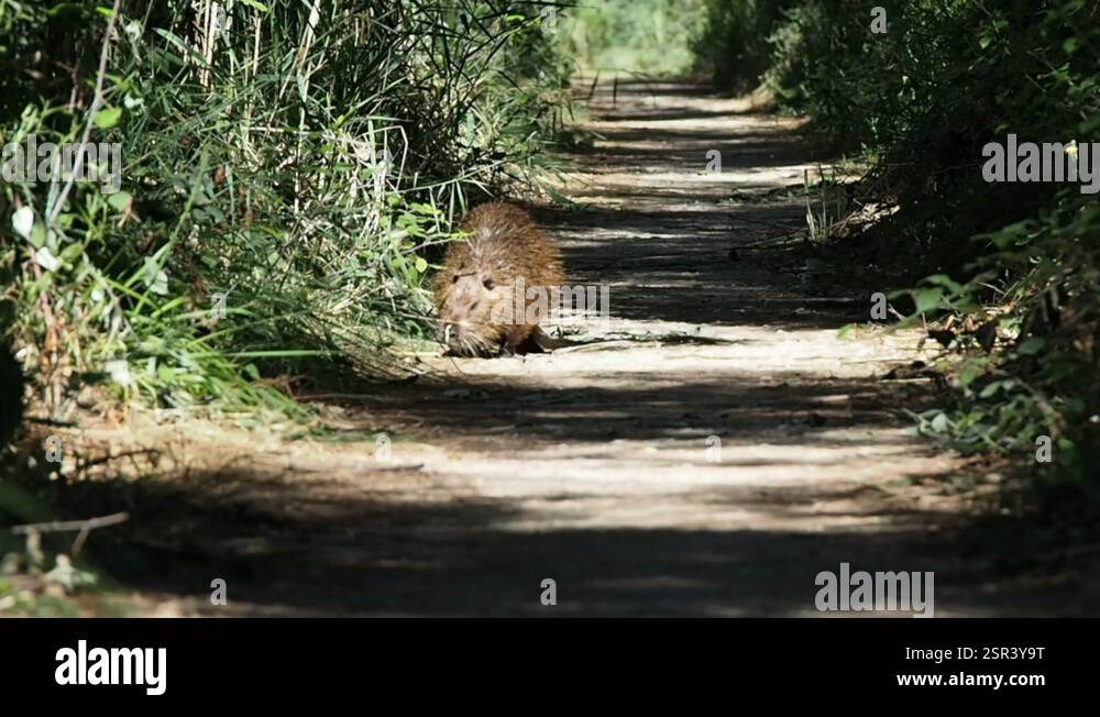Beaver walking on a trail in 4k Stock Video Footage - Alamy