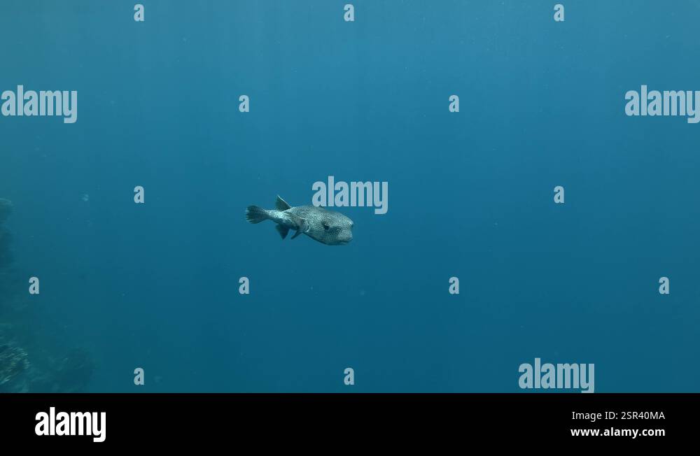 Spotted Porcupine Fish Diodon hystrix swim in the blue water ...