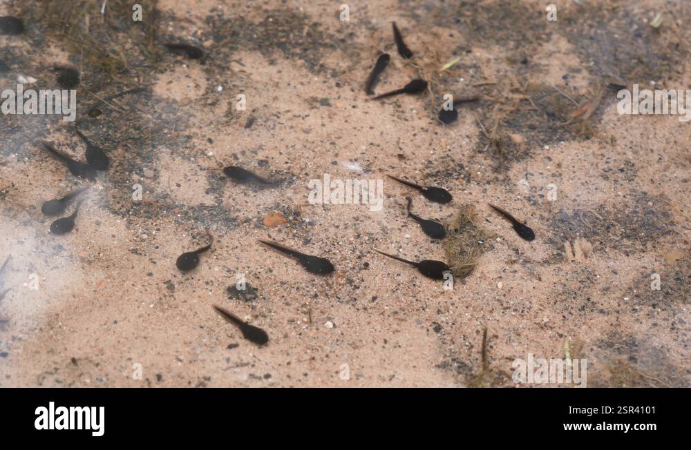 Tadpoles swimming in pool Stock Videos & Footage - HD and 4K Video ...