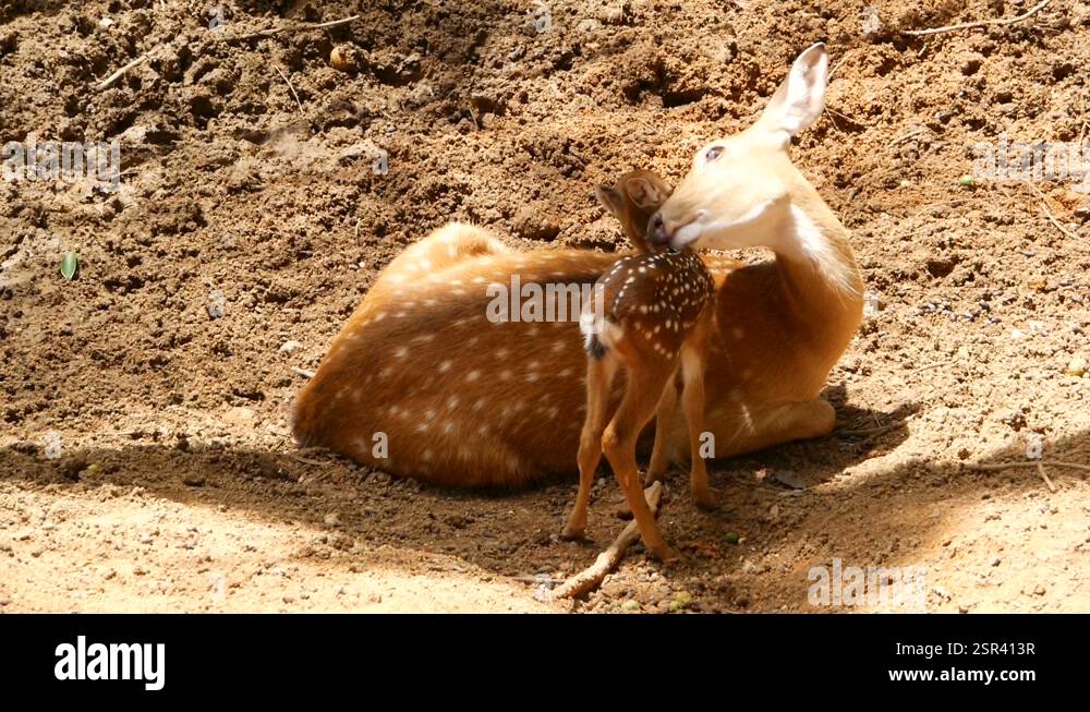 Wildlife scene. Young fallow whitetail deer, wild mammal animal in ...