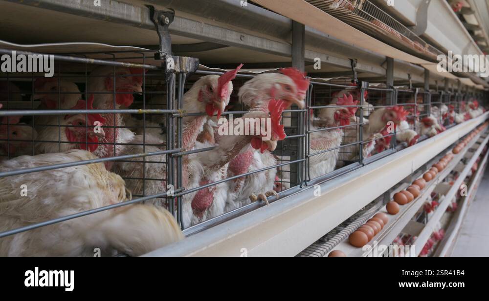 4K close-up front view of cramped chickens in a large scale egg laying ...